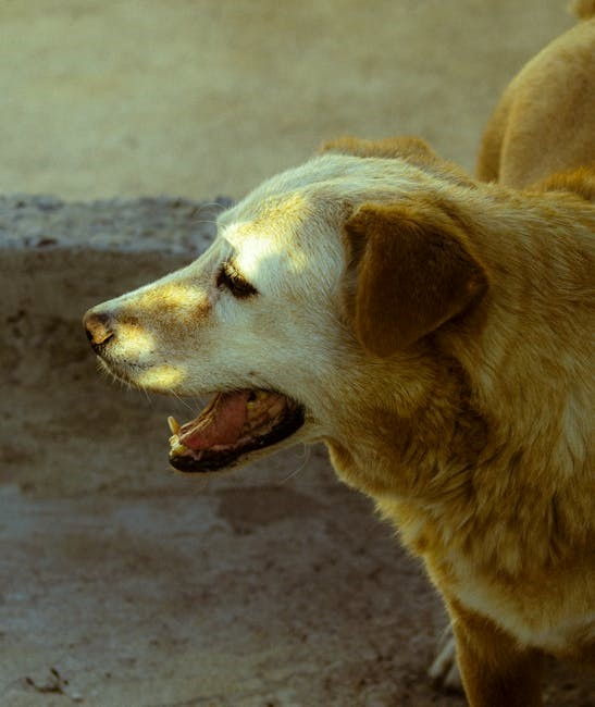 Your Ultimate Gingival Shade Guide